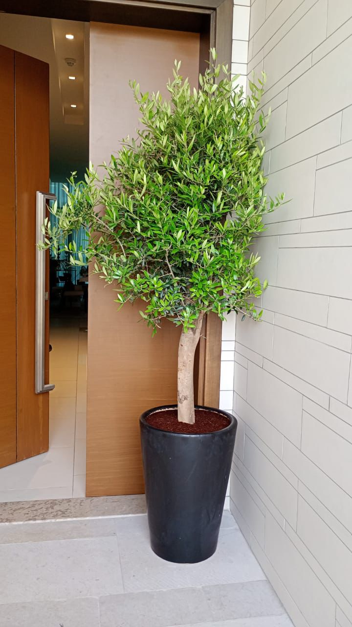 Olive Tree in ceramic – Hakadosh Plants